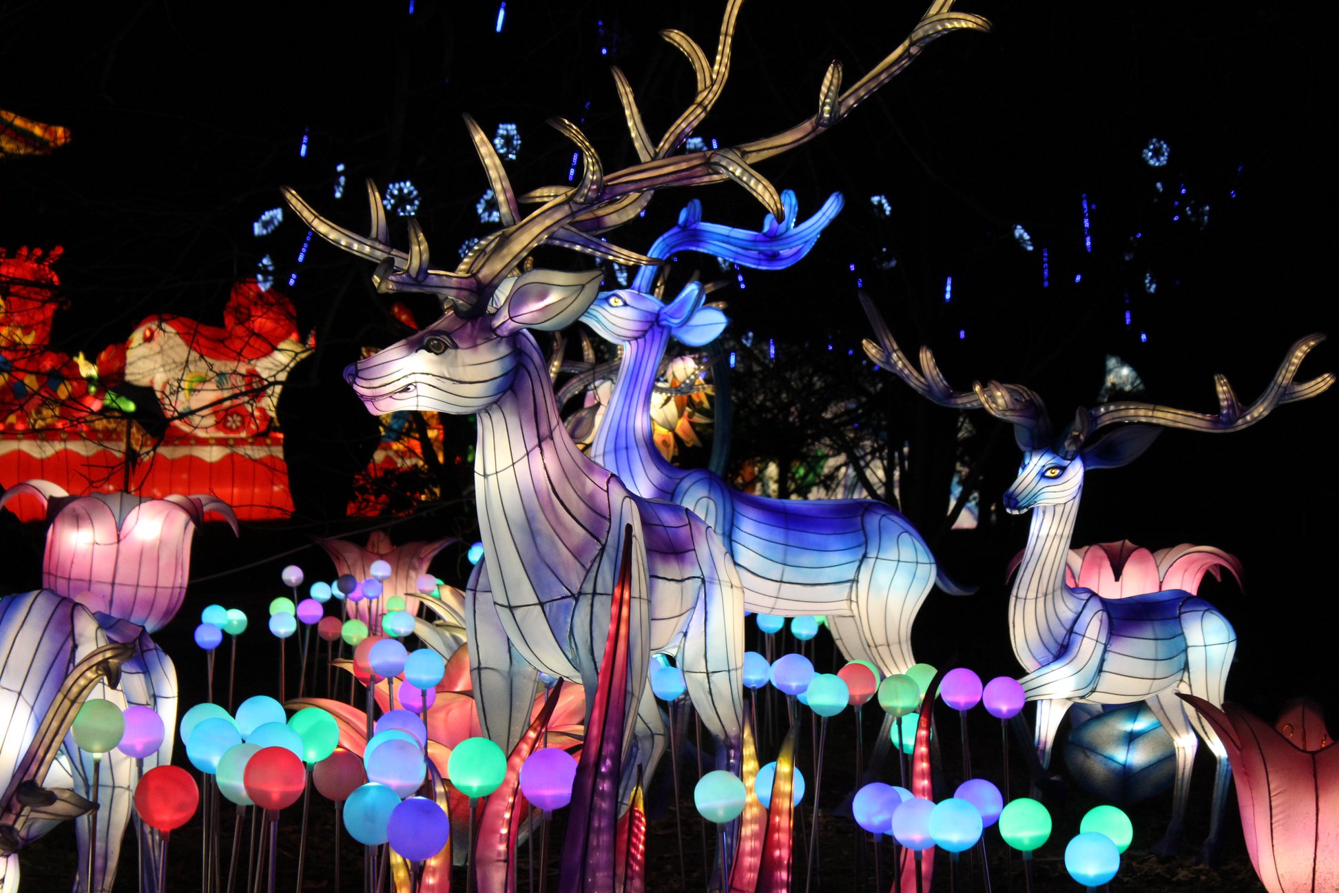 Celebrate the Season with Seasky's International Lantern & Light ...